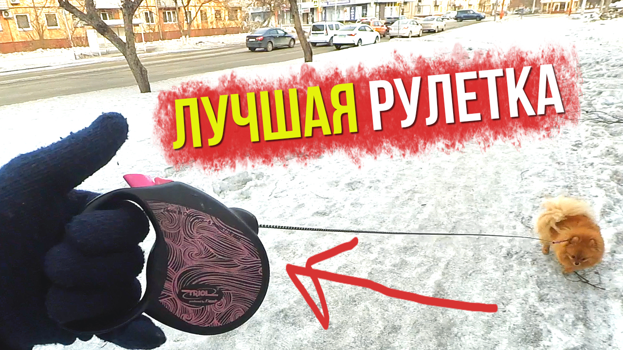 Лучшая рулетка для собак. Послушный шпиц Бэлла