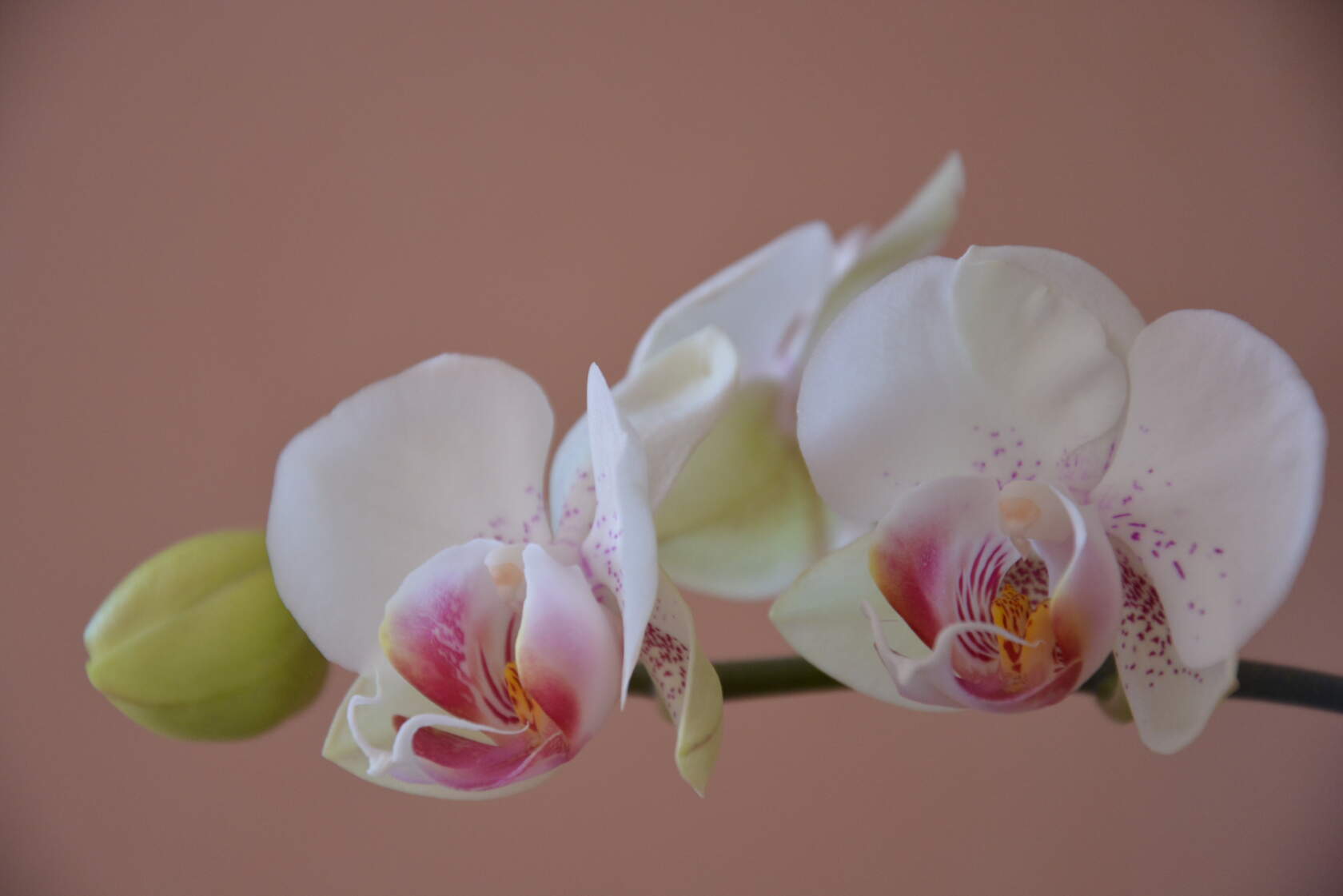 Уход за орхидеями