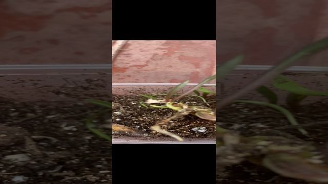 Размножение лилии.