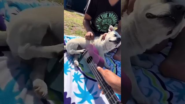 Собака - гитарист