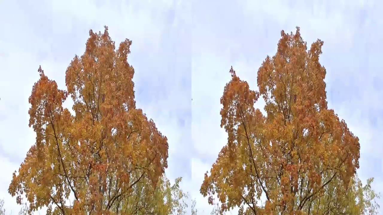 3D. Поль де Сенневиль. Брак по любви / Paul de Senneville. Mariage d’Amur