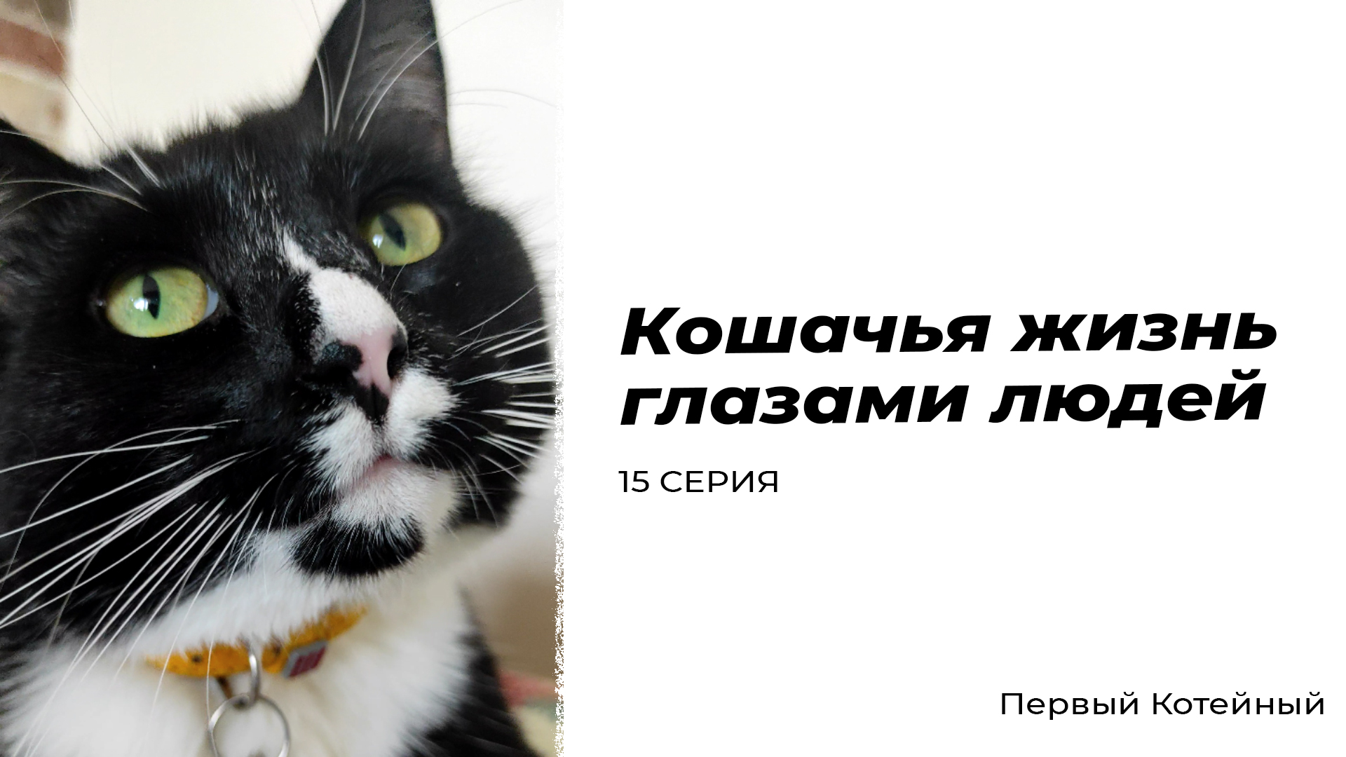 Кошачья жизнь глазами людей — 15 СЕРИЯ