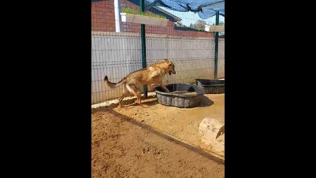 Вместе с хвостиками проводили лето календарное. Ждем лето бабье. 31 августа 2024г. Приют ТиНАО