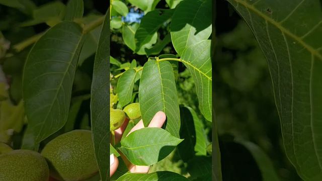 грецкий орех наливается