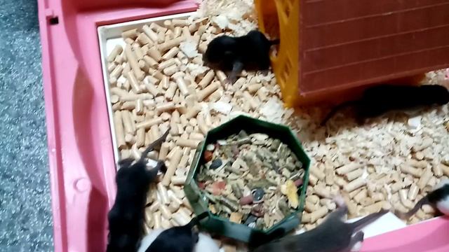 В одном выводке 4 разных окраса. Даже альбинос есть.