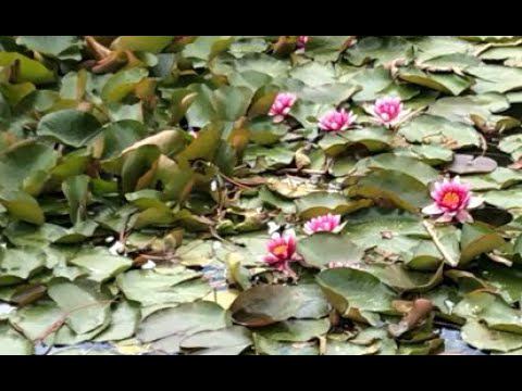 Лотосы вблизи Артека