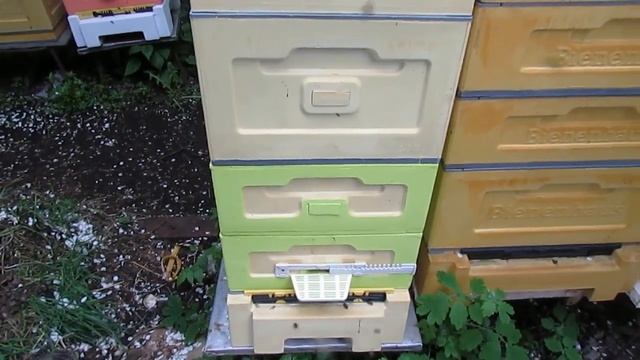 июнь на пасеке - наращивание пчел к главному медосбору , особенности и засады