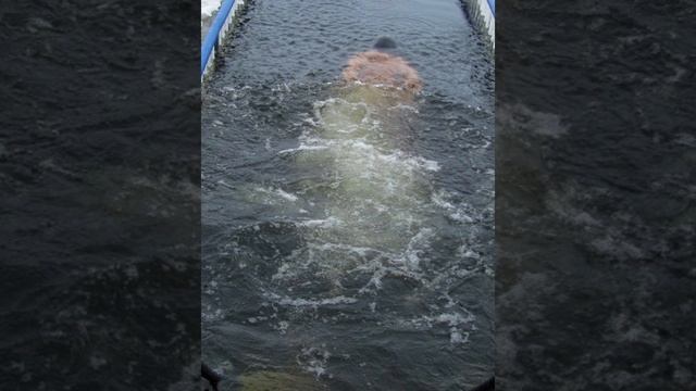 Крещенские купания и музыка Урана.