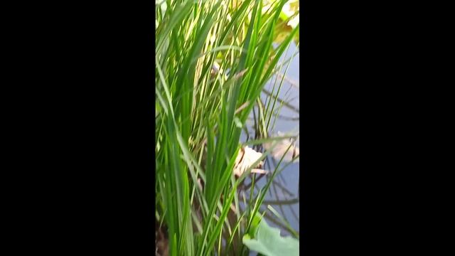 Лотосы цветут