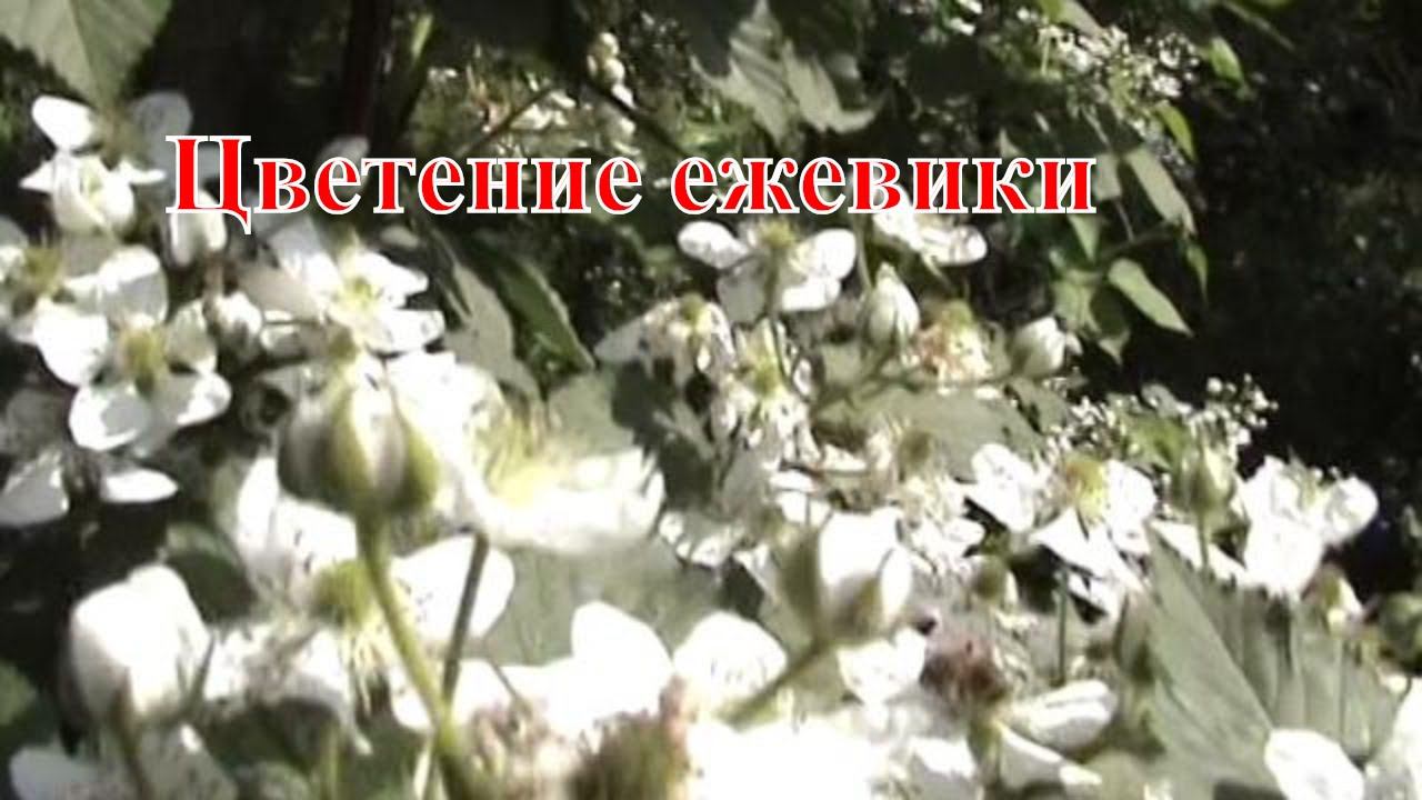 Цветение ежевики