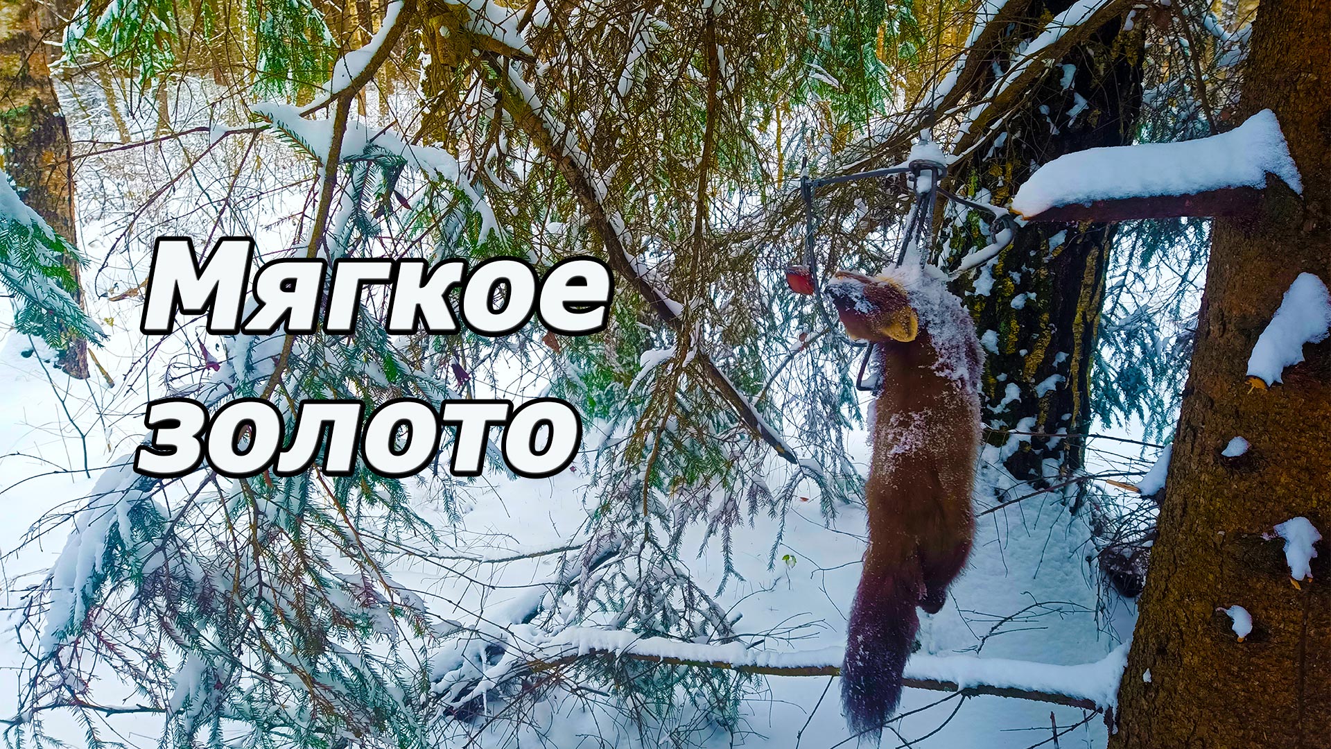 охота на куницу. дуплет