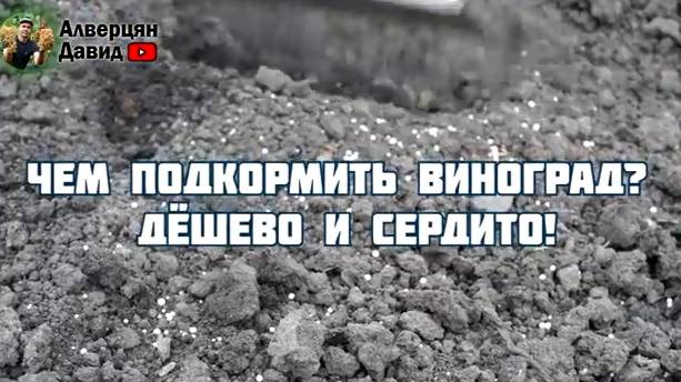Чем подкормить виноград?  Дёшево и сердито!