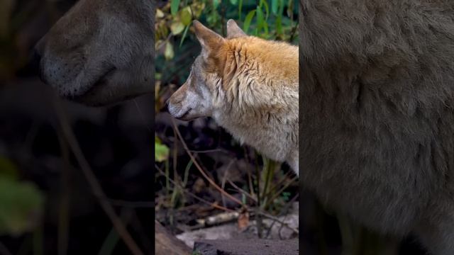 Волк вращает каждым ухом по отдельности - Москва 24