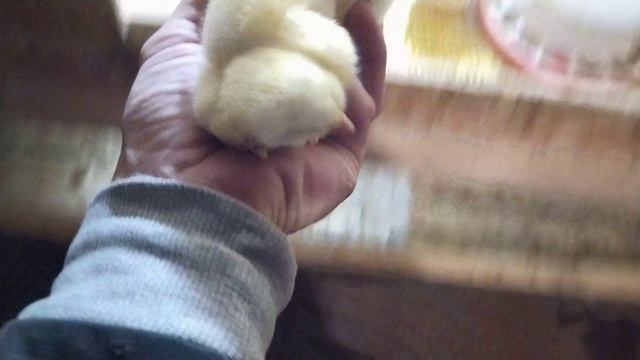 Суточные цыплята бройлеры.mp4