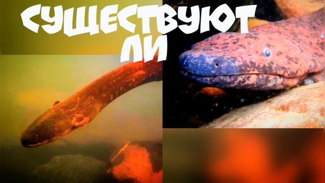 СУЩЕСТВУЮТ ЛИ ОЗЁРНЫЕ МОНСТРЫ❔- feat. "Вед-Маг"