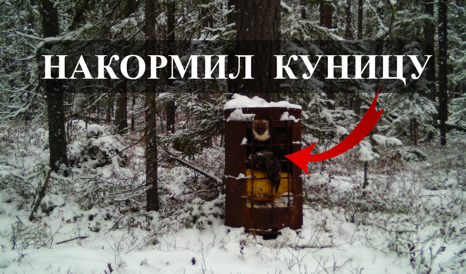 НАКОРМИЛ КУНИЦУ! Видео с фотоловушки BG-310.