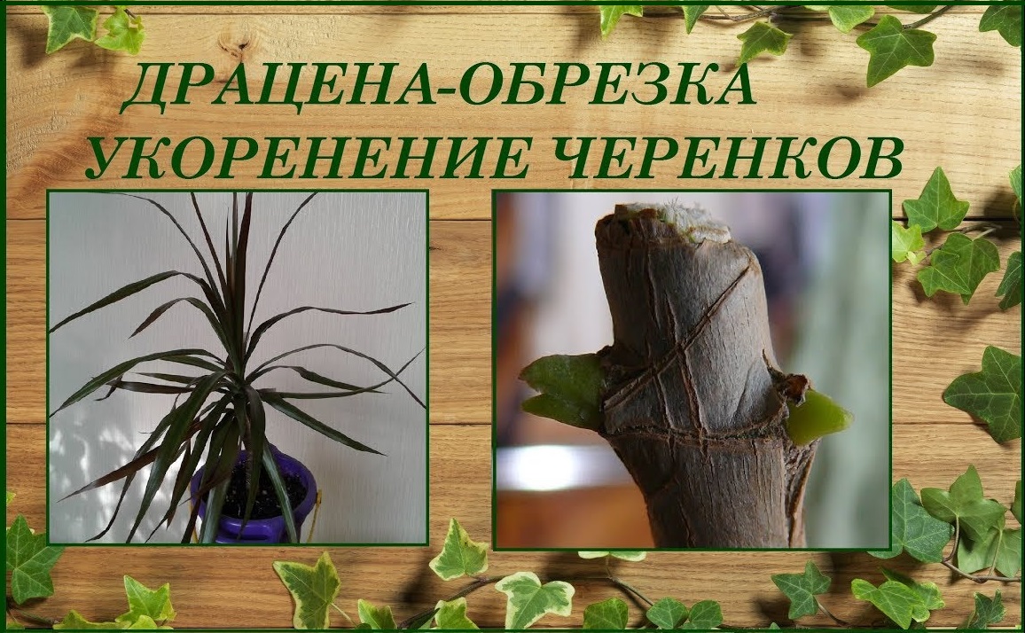 Драцена окаймленная укоренение черенков