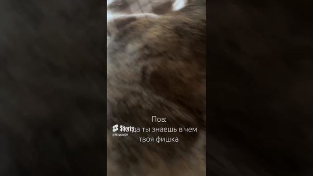 В этом ее #фишка =D #cat #фурри #furry #kitten #funny #cute #funnycats #orientalcat #ориентал #киса