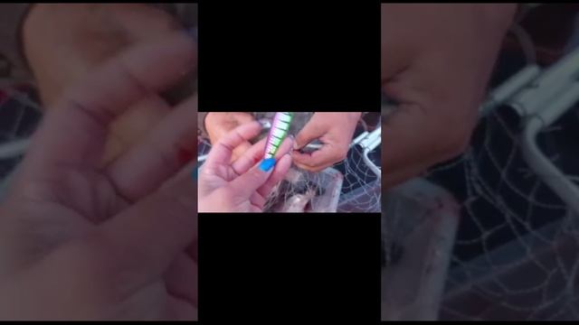 Ловля симы на неоснащённую троллинговую блесну от Mr. Musurok #shorts