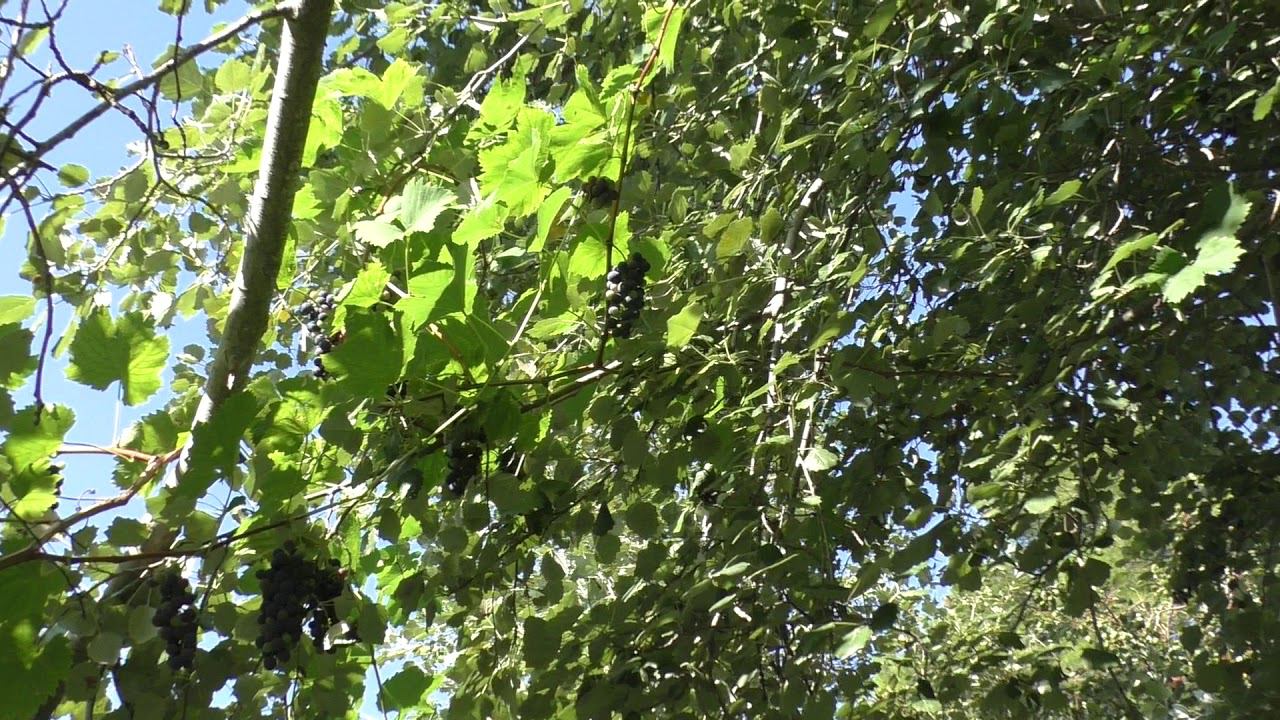 2018-08-03_Торони_усадьба Сакиса_Душик и темный виноград на дереве