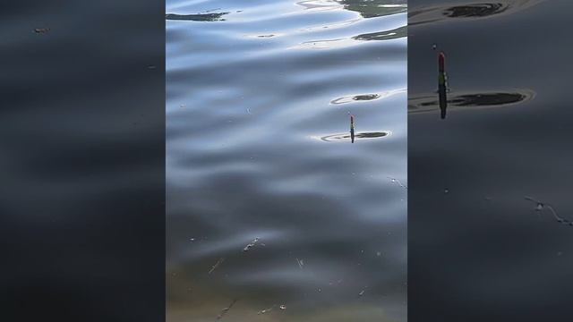 ❗Мы выбрались на рыбалку?