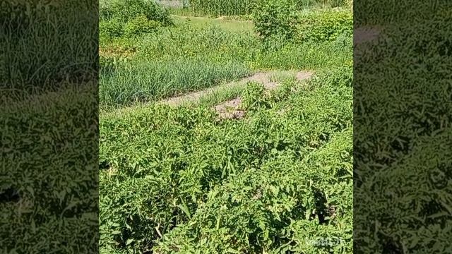 Огород 6.07.22.