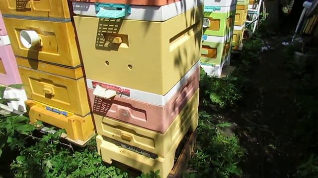 ответы на вопросы - сплошное дно малоэффективно при обработке пчел от клеща Варроа