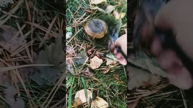 За чёрными груздями ???