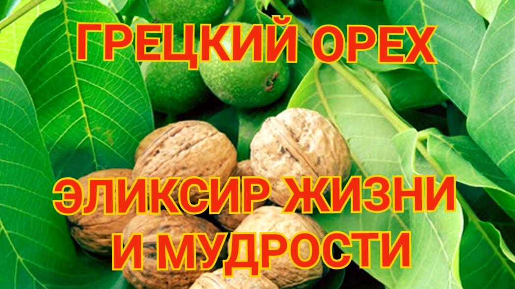 Грецкий орех. Эликсир жизни и мудрости.