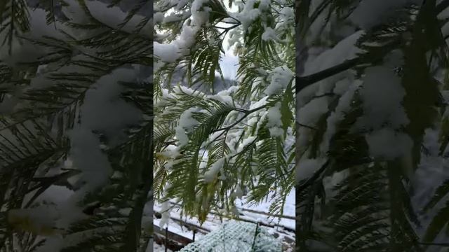 Снежная мимоза #всочиумаши