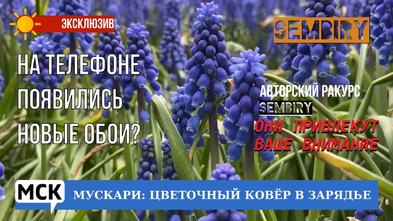 МУСКАРИ: ЦВЕТОЧНЫЙ КОВЁР В ЗАРЯДЬЕ. ЭКСКЛЮЗИВ. МСК. Выпуск от 21.05.2023