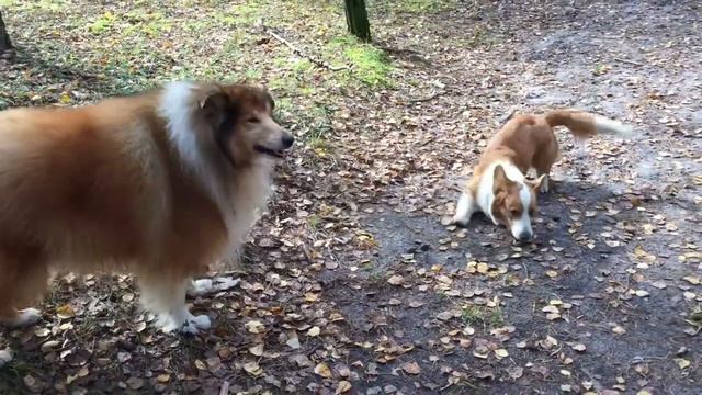 Лаврик и колли. Хватит лежать! Сентябрь 2016