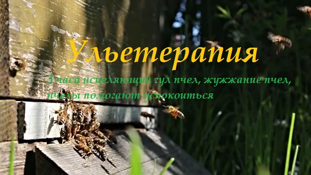 Ульетерапия Гул Пчел 3 часа исцеляющий гул пчел жужжание пчел пчелы помогают успокоиться