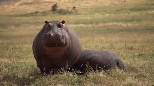 beehive3-culture-video-unit-3