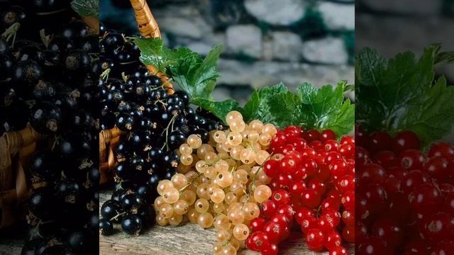 Ягода-смородина