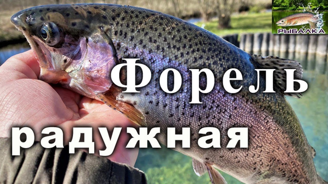 Форель радужная. Ловля форели на удочку.