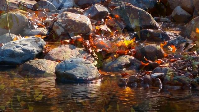 П. И. Чайковский «Времена года» – Сентябрь «Охота»