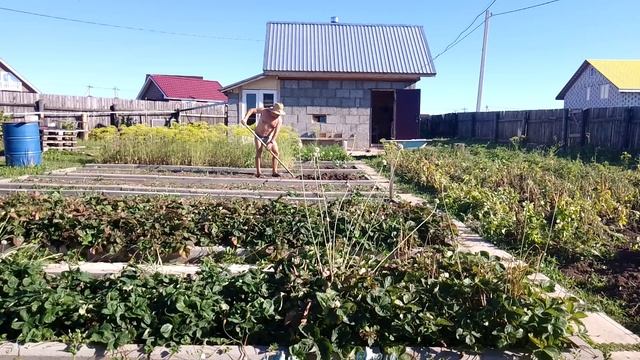 2022.06.17 Вскапываю грядки после лука.