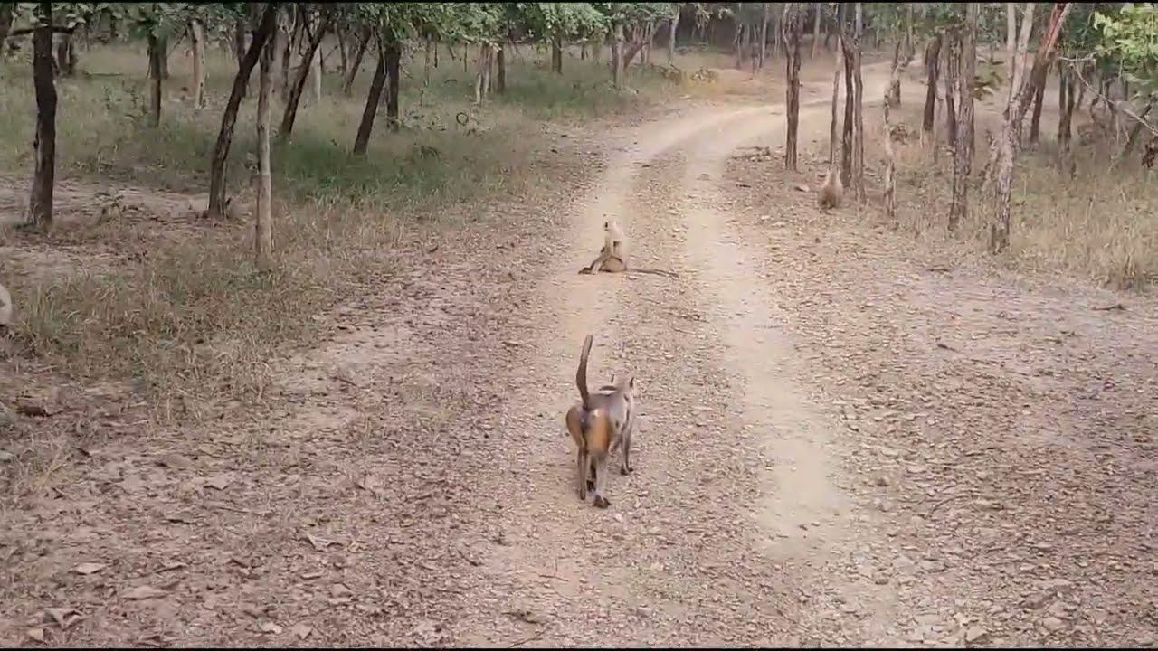 Индия-2023. Кхаджурахо. Обезьяны в нацпарке