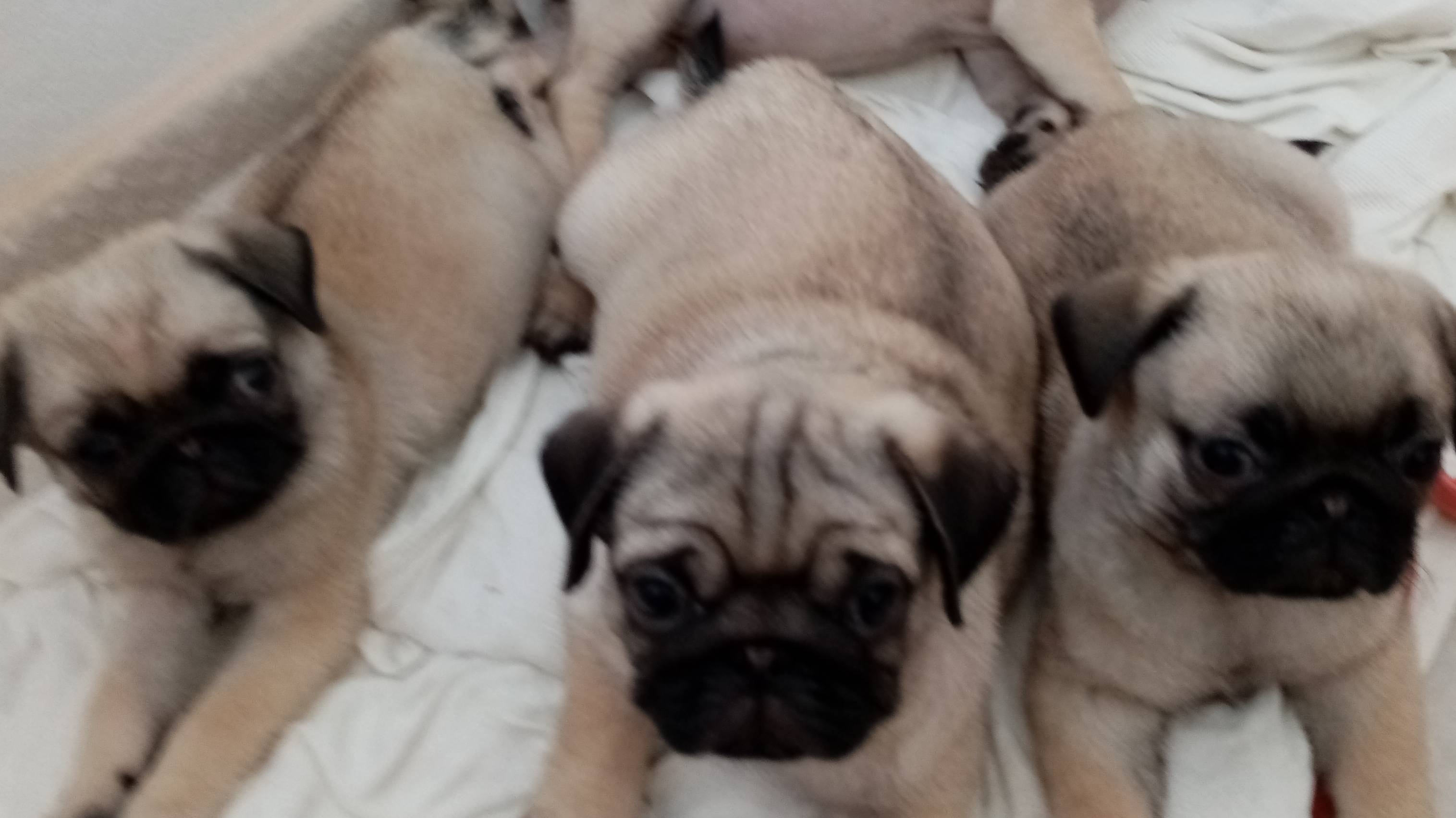 Вы почему не спите!!!???#Мопсы