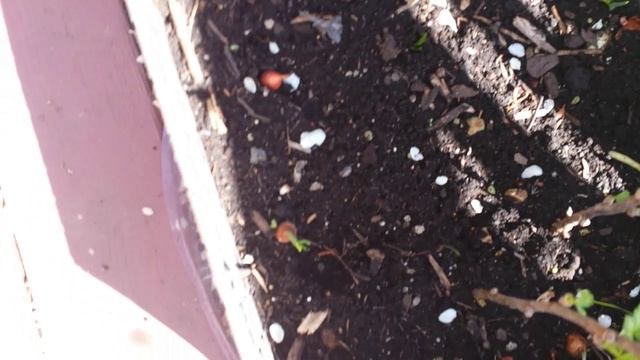 Новости с весеннего птичьего дворика