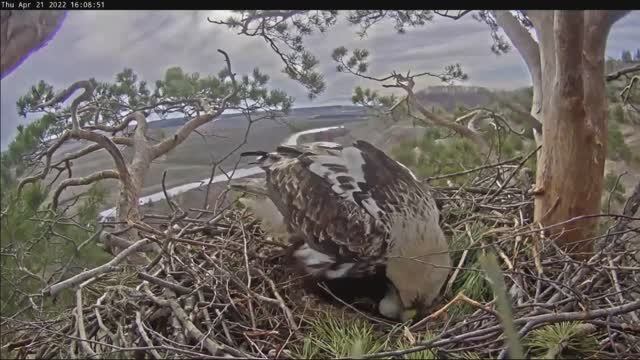 21.04.2022. Третье яйцо! Солнечные орлы Aquila heliaca, Татарстан.