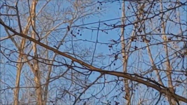 КРУПНЫЕ ПТИЦЫ - ЧТО ВЫ за ПТИЦЫ такие?