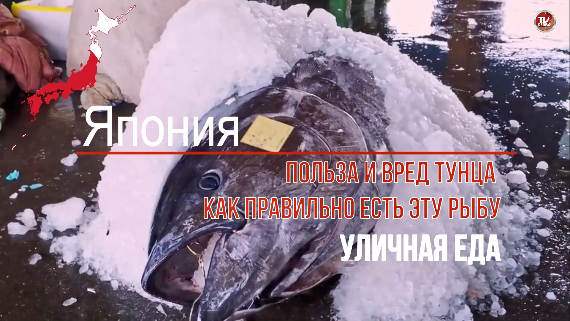 Уличная еда в Японии - ТУНЕЦ: ПОЛЬЗА И ВРЕД / СербаТВ 🔴