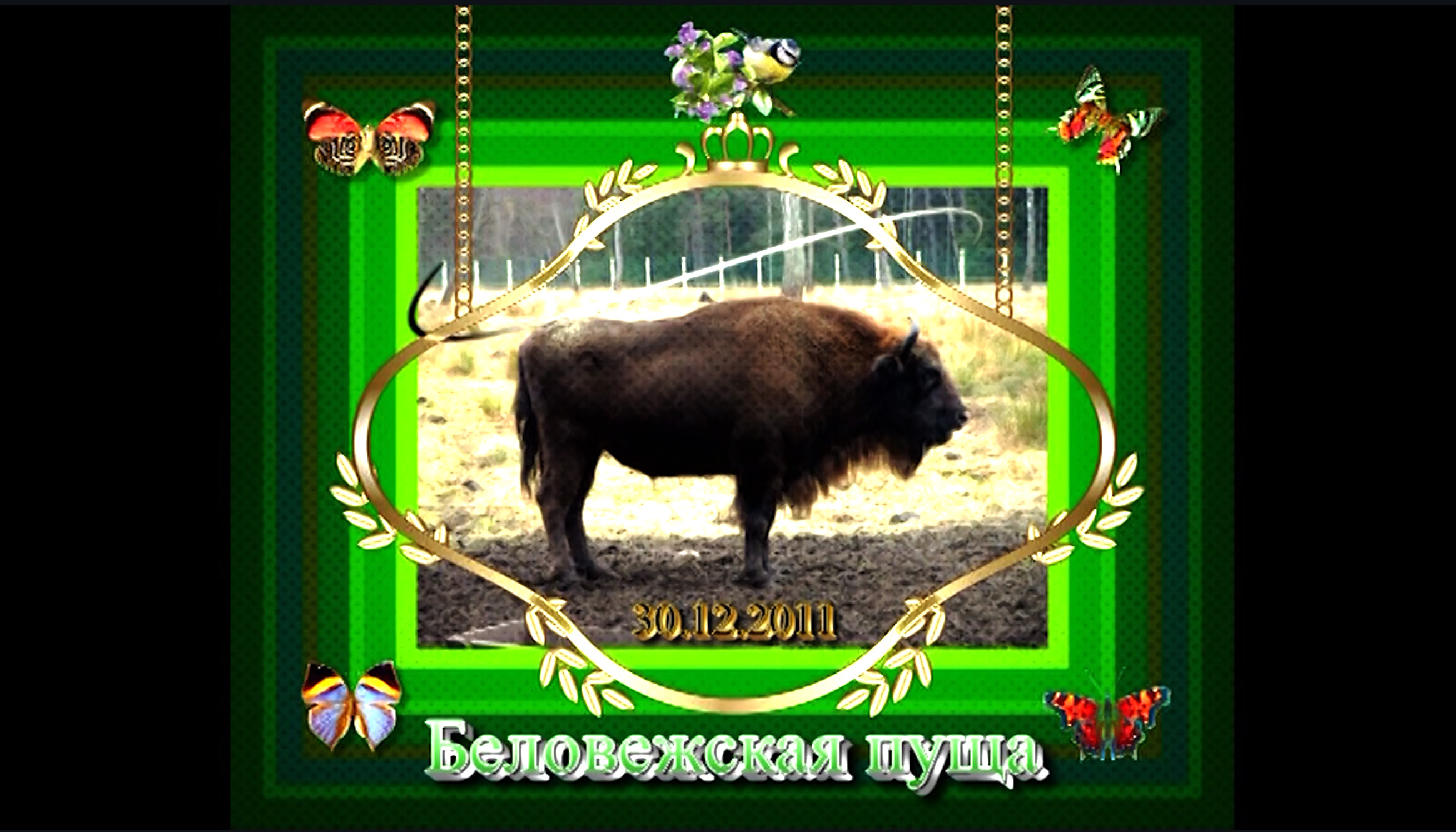 Беловежская пуща.(30.12.2011)     ⭐50 лет БГКМ 🎈 1974-2024.⭐