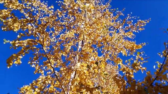 БЕРЁЗКИ  ОСЕНЬЮ ПРЕКРАСНЫ!