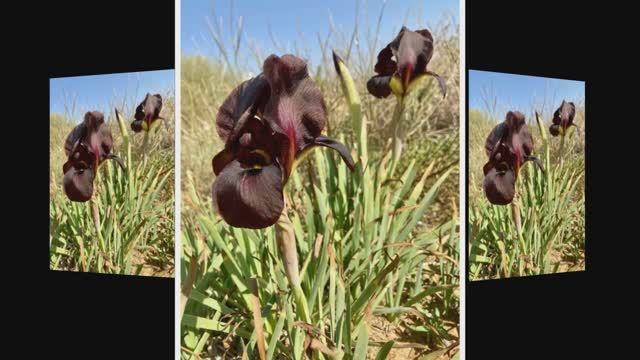 Слайд шоу. Ирисы  Израиля