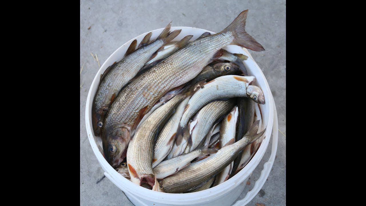 хариус. всем харюзятникам посвящается.