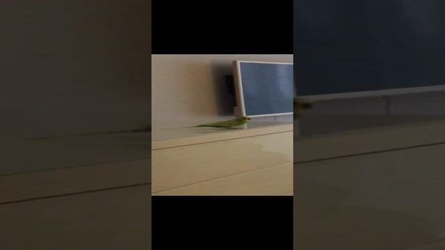 попугай гоша ходит по комоду в у моей мамы комнате