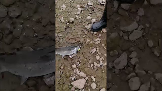 Ловля симы на воблер 80 мм (13 гр) от Mr. Musurok